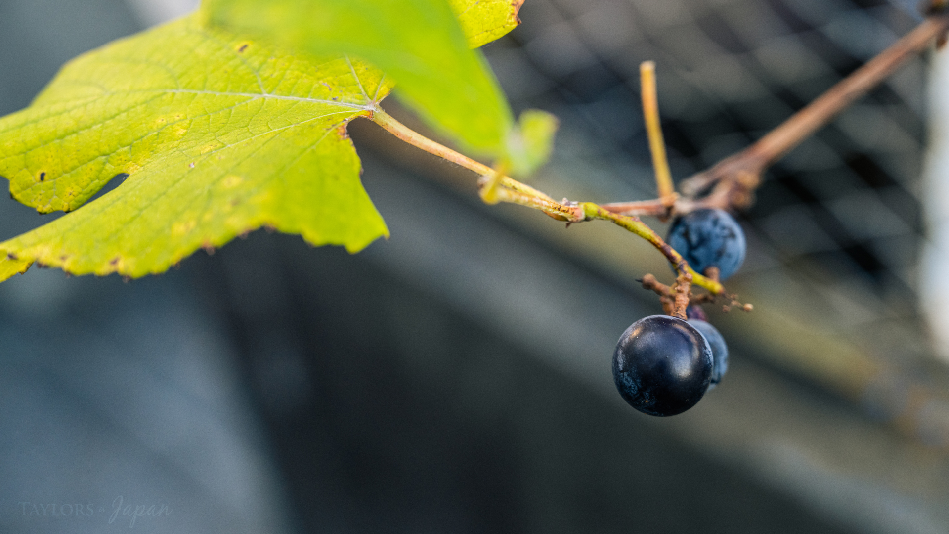 Taylors In Japan – Encouraging & Increasing God's Kingdom In Japan